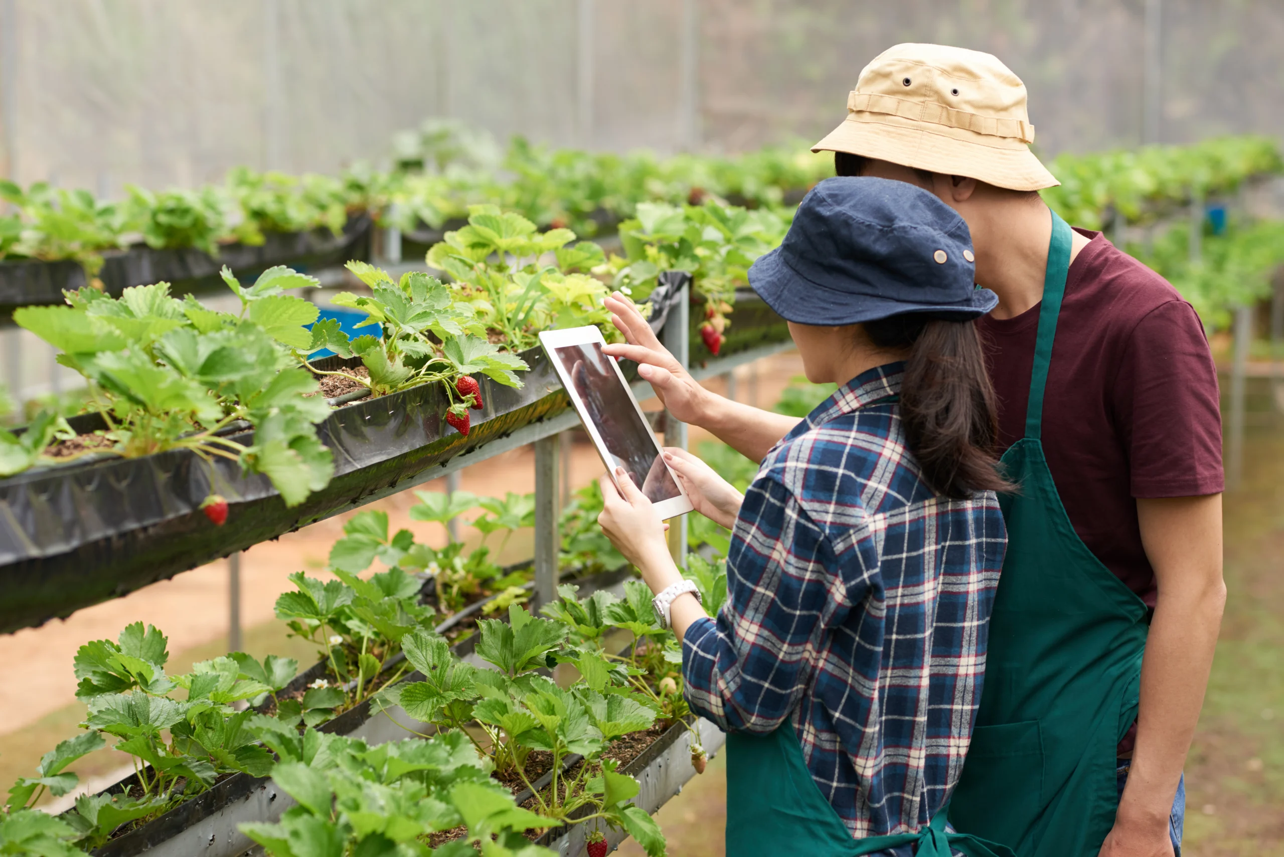 Memulai Urban Farming untuk Pemula, Bisa Jadi Ide Bisnis Lho! - Program ...
